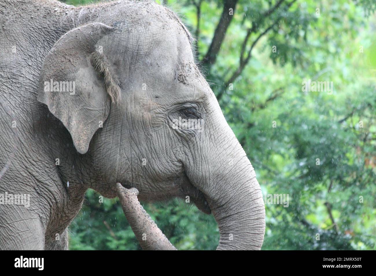 The Asian or Asiatic elephant (Elephas maximus) is the only living ...