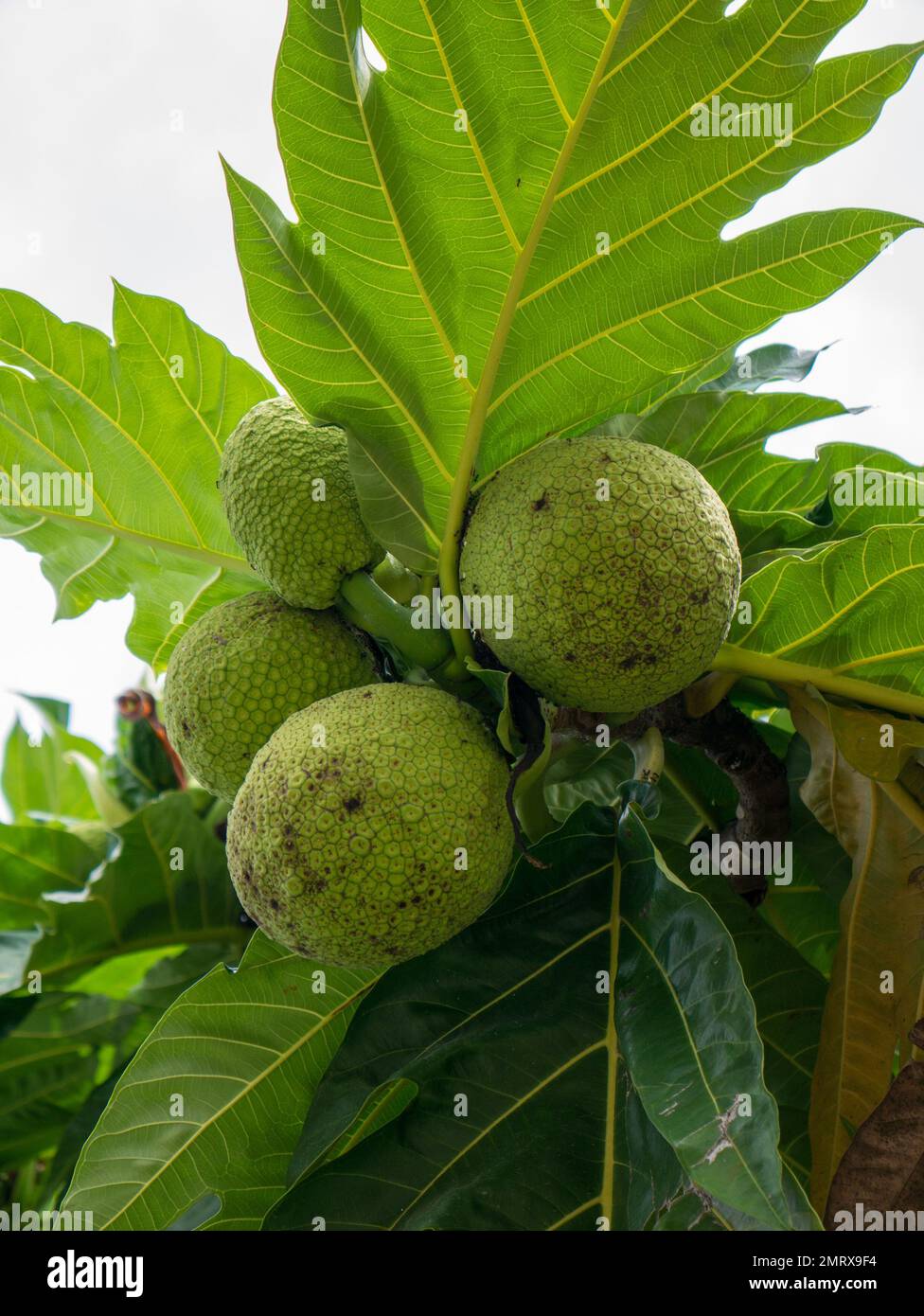 Fresh breadfruit on the tree with green leaves Stock Photo - Alamy