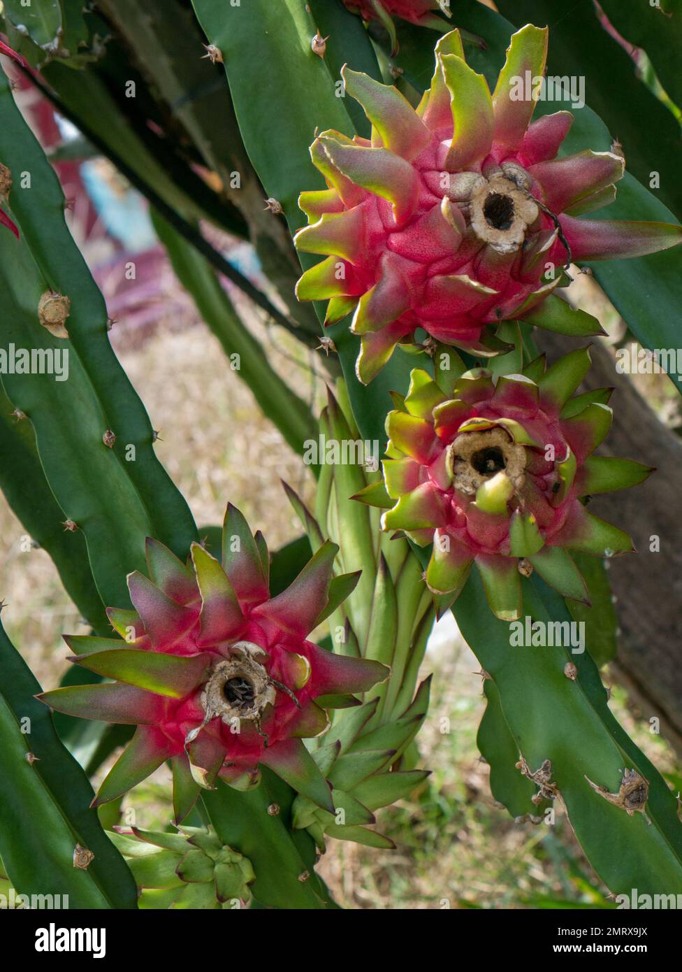 Dragon fruit tree hi-res stock photography and images - Alamy