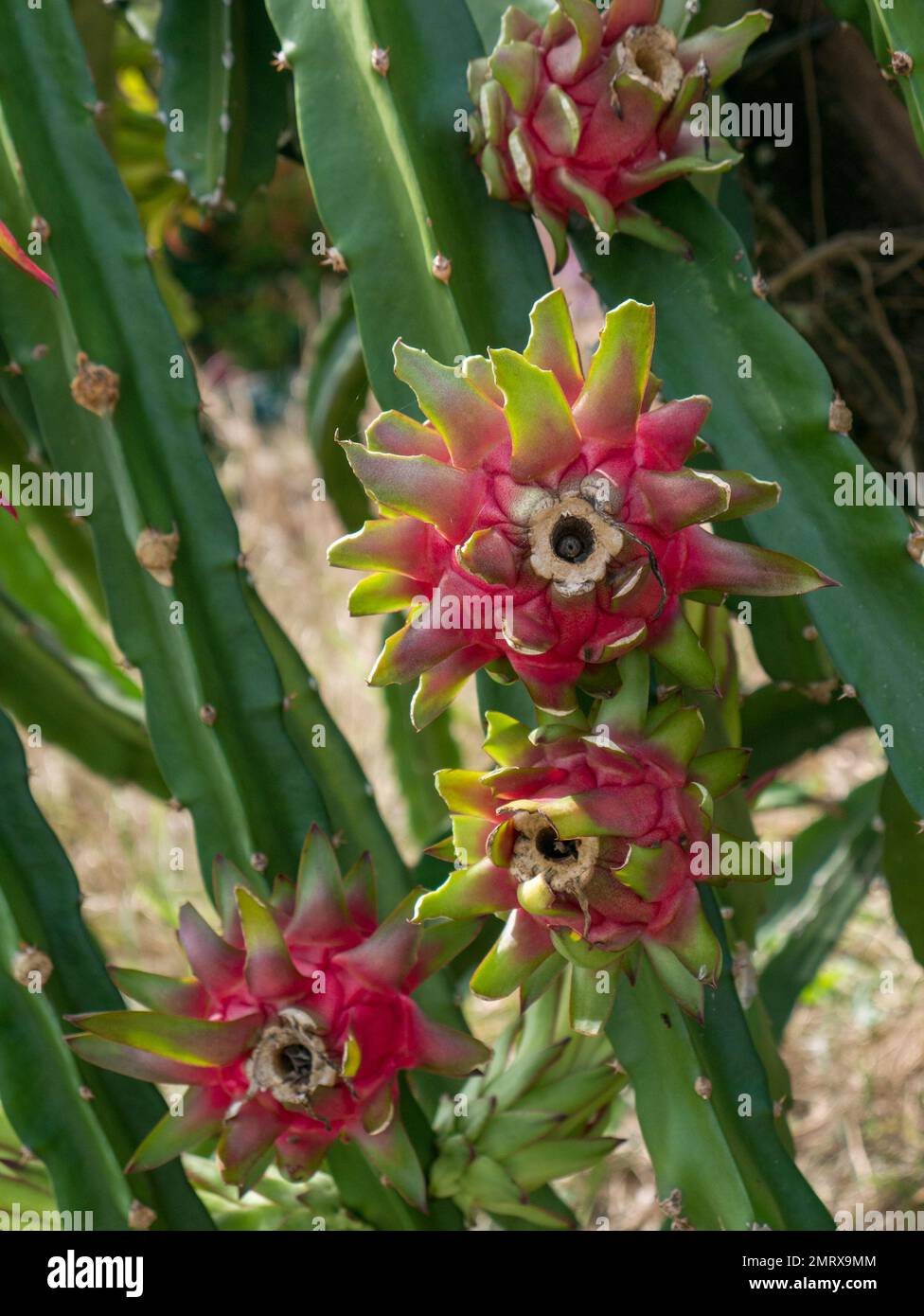 Dragon fruit tree hi-res stock photography and images - Alamy