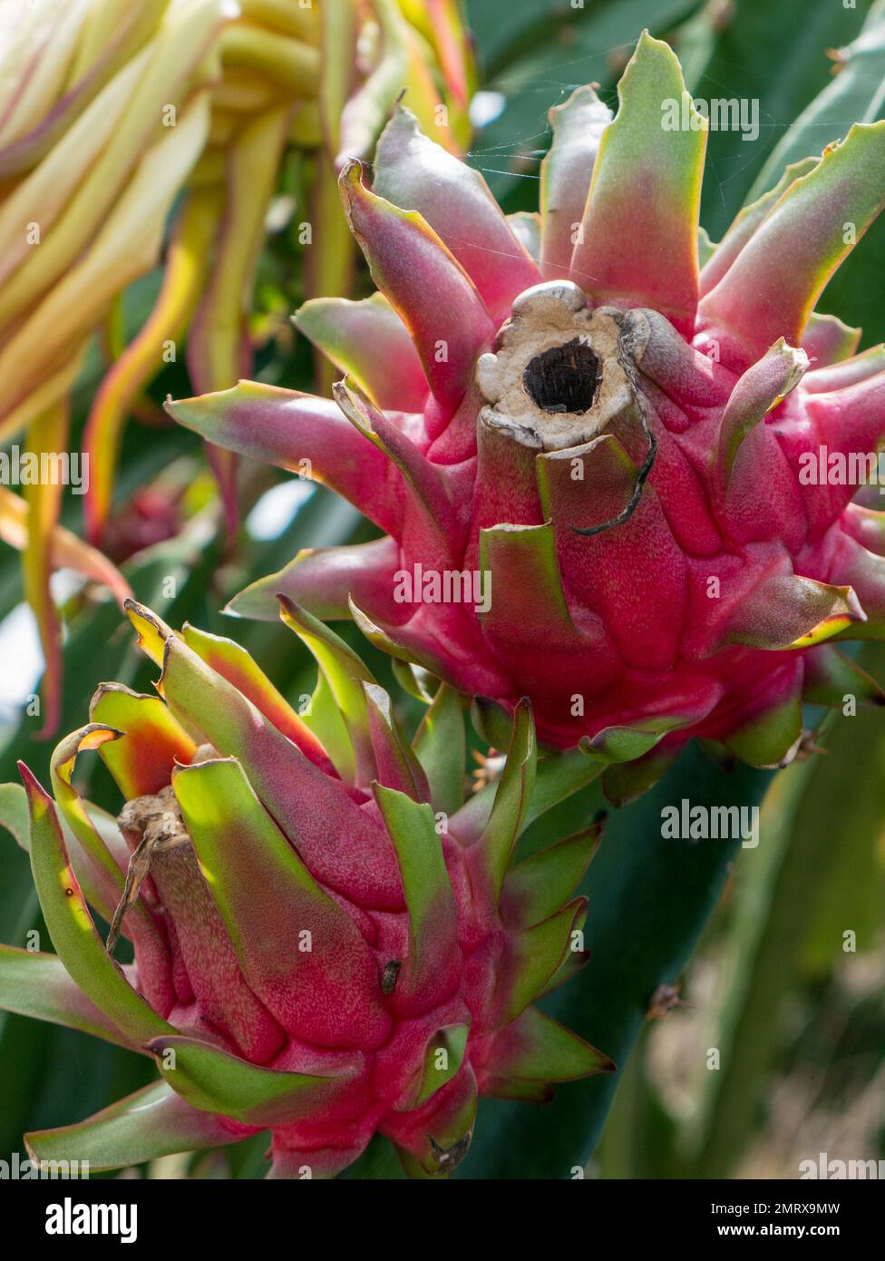 Dragon fruit tree hi-res stock photography and images - Alamy