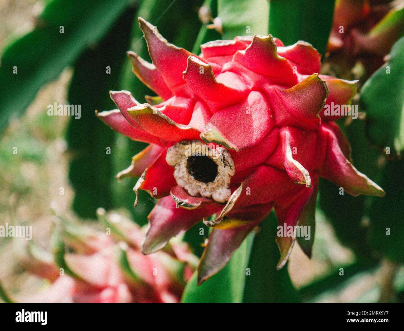 Botanical dragon fruit hi-res stock photography and images - Alamy