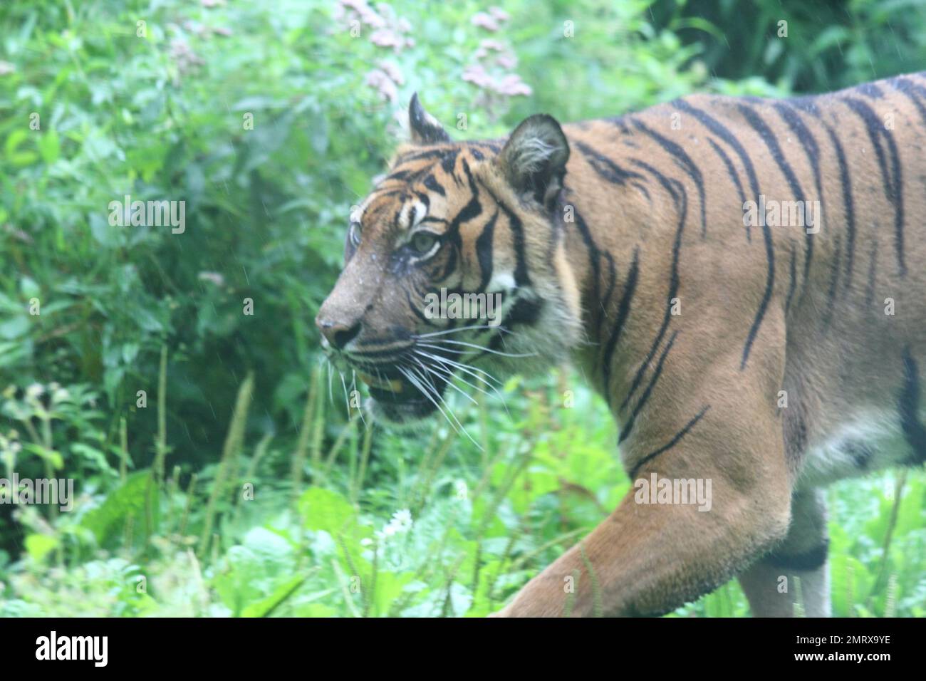 The Sumatran tiger (Panthera tigris sumatrae) is a tiger subspecies ...