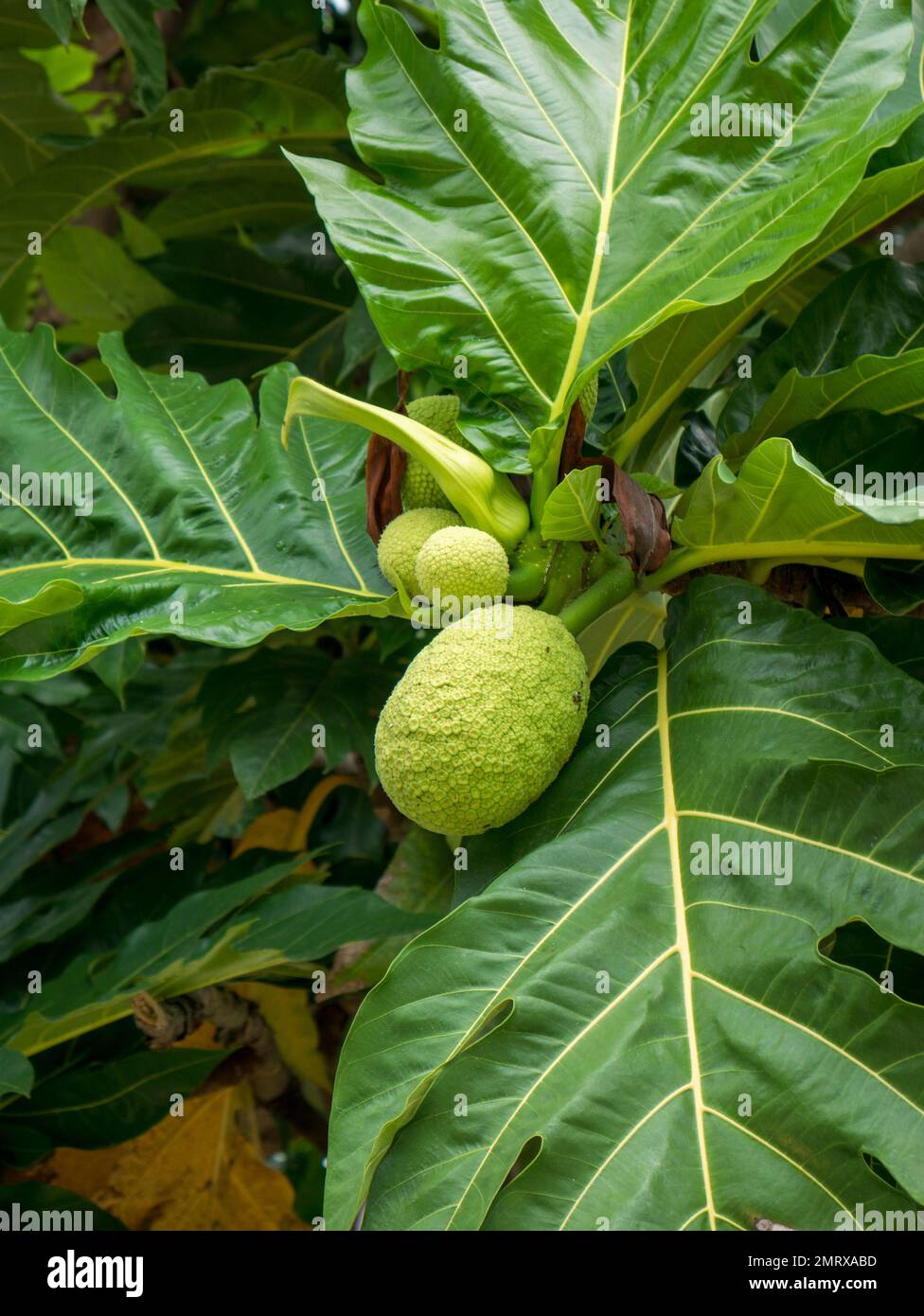 Free body culture hi-res stock photography and images - Alamy