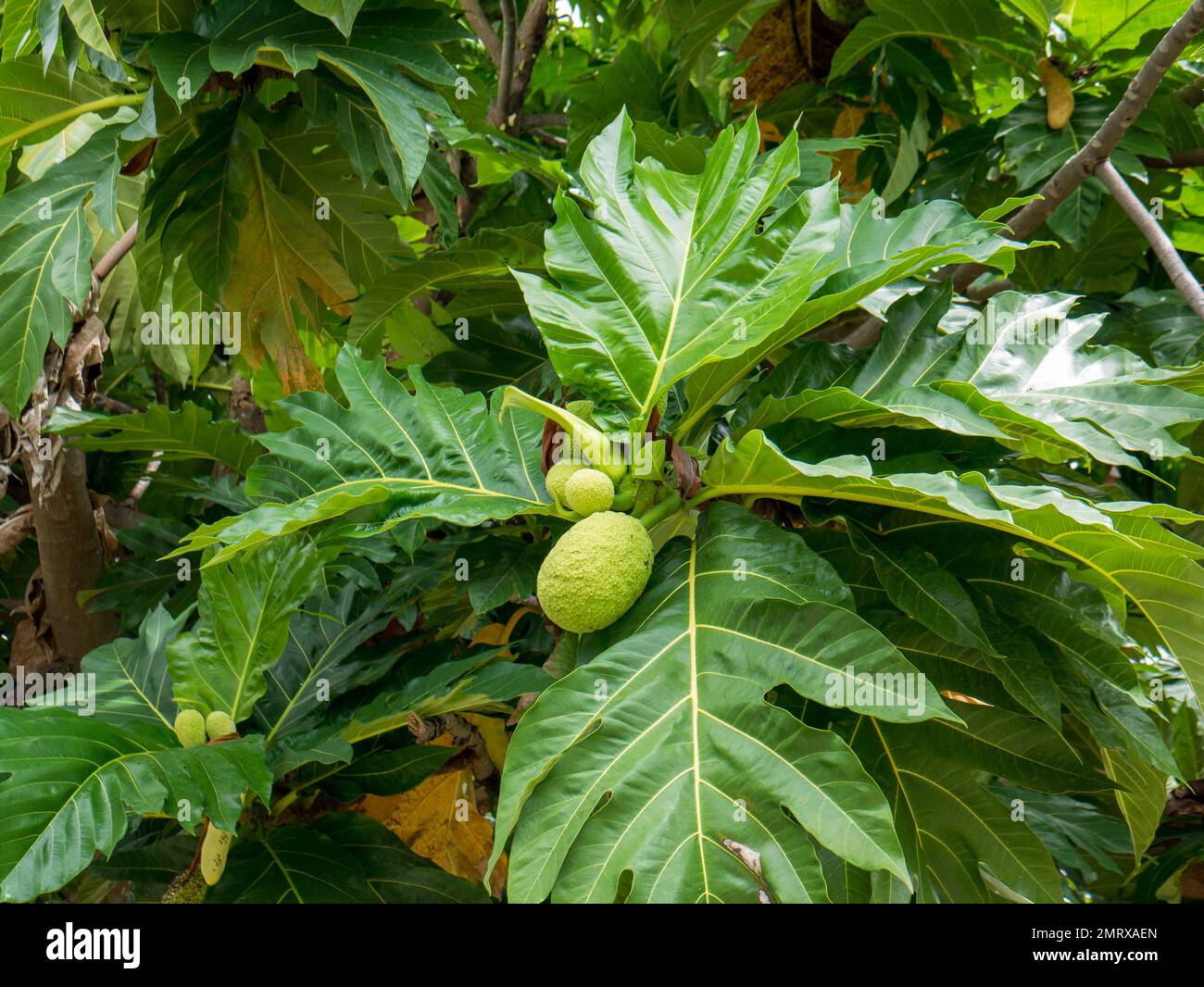 Roasted breadfruit caribbean hi-res stock photography and images - Alamy