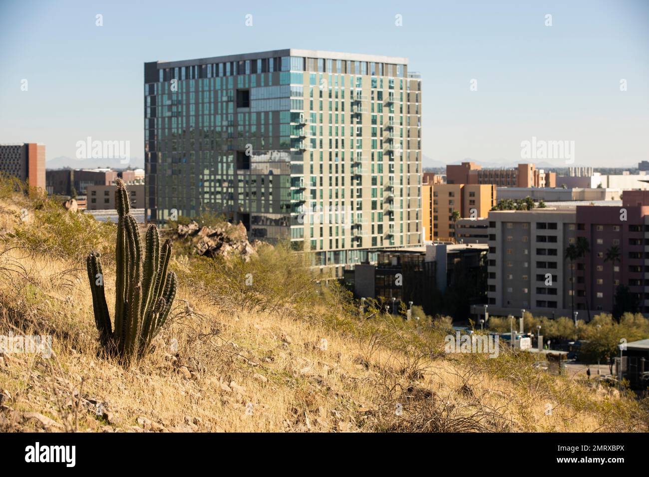 Cactus framed view of the urban skyline in downtown Tempe, Arizona, USA ...