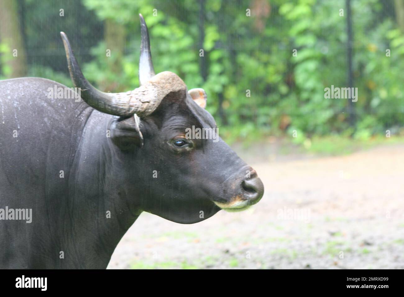 The banteng (Bos javanicus), also known as tembadau, is a species of ...