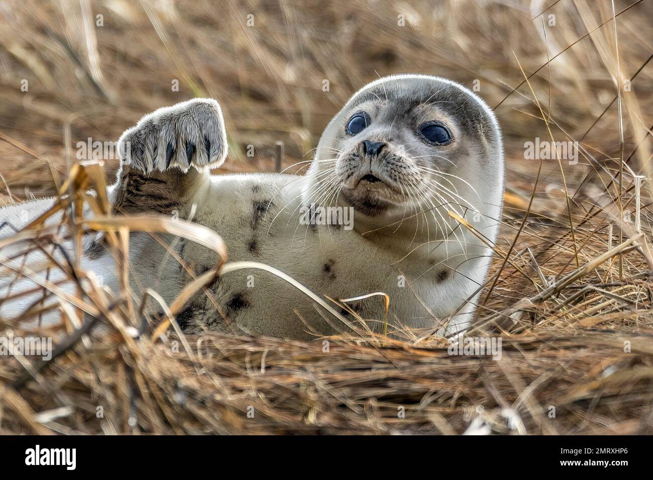 A closeup of a Caspian seal ( Pusa caspica) on the straw against ...