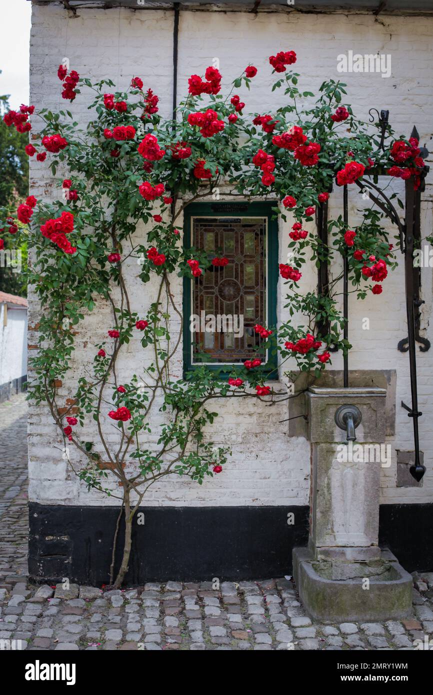 A vertical of a rose vine growing on the small building with a small ...