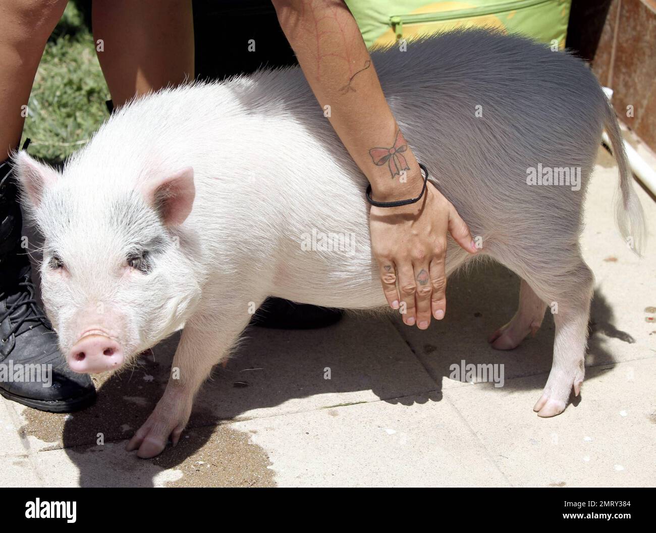 EXCLUSIVE!! "Doctor Who" star Matt Smith cuts his arm on a cactus ...