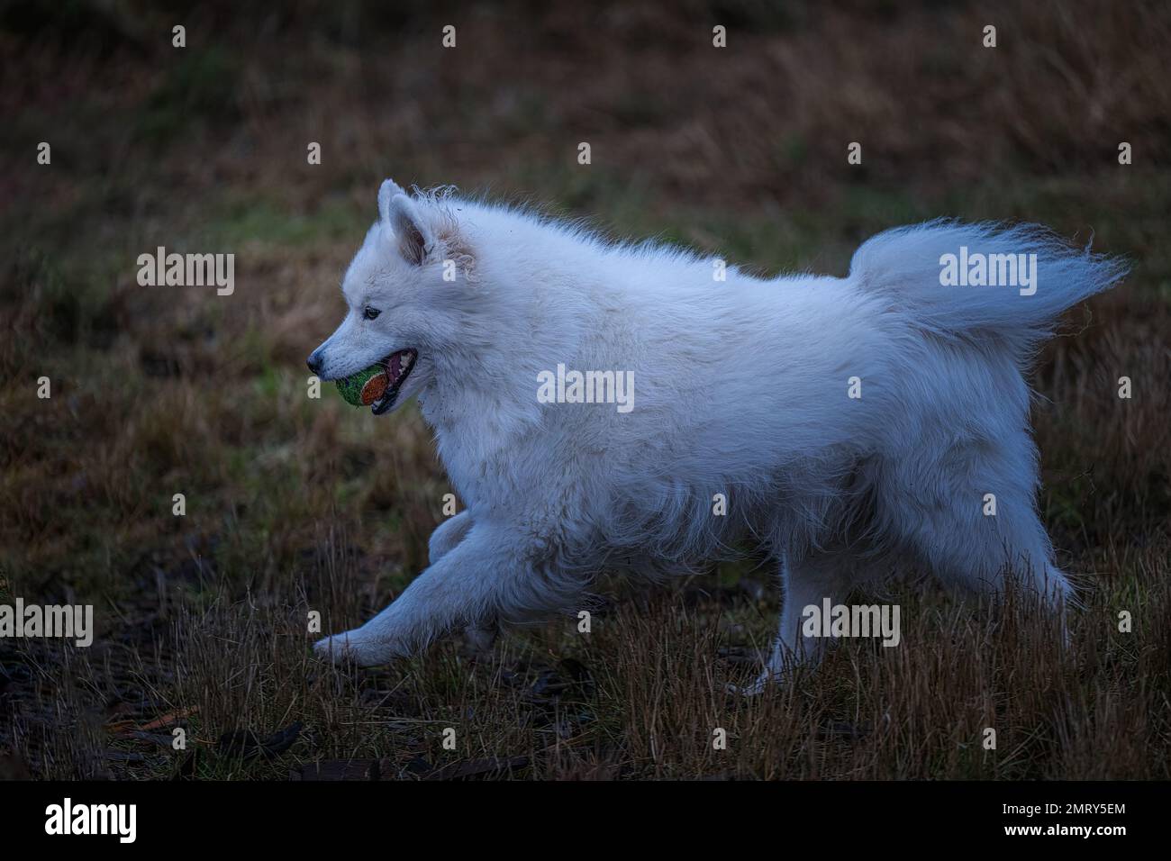 A playful Samoyed Dog walking in park with small ball in the mouth ...