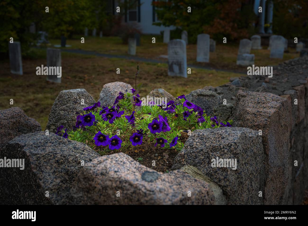 A pile of blue flowers growing on a stone wall in a cemetery Stock ...