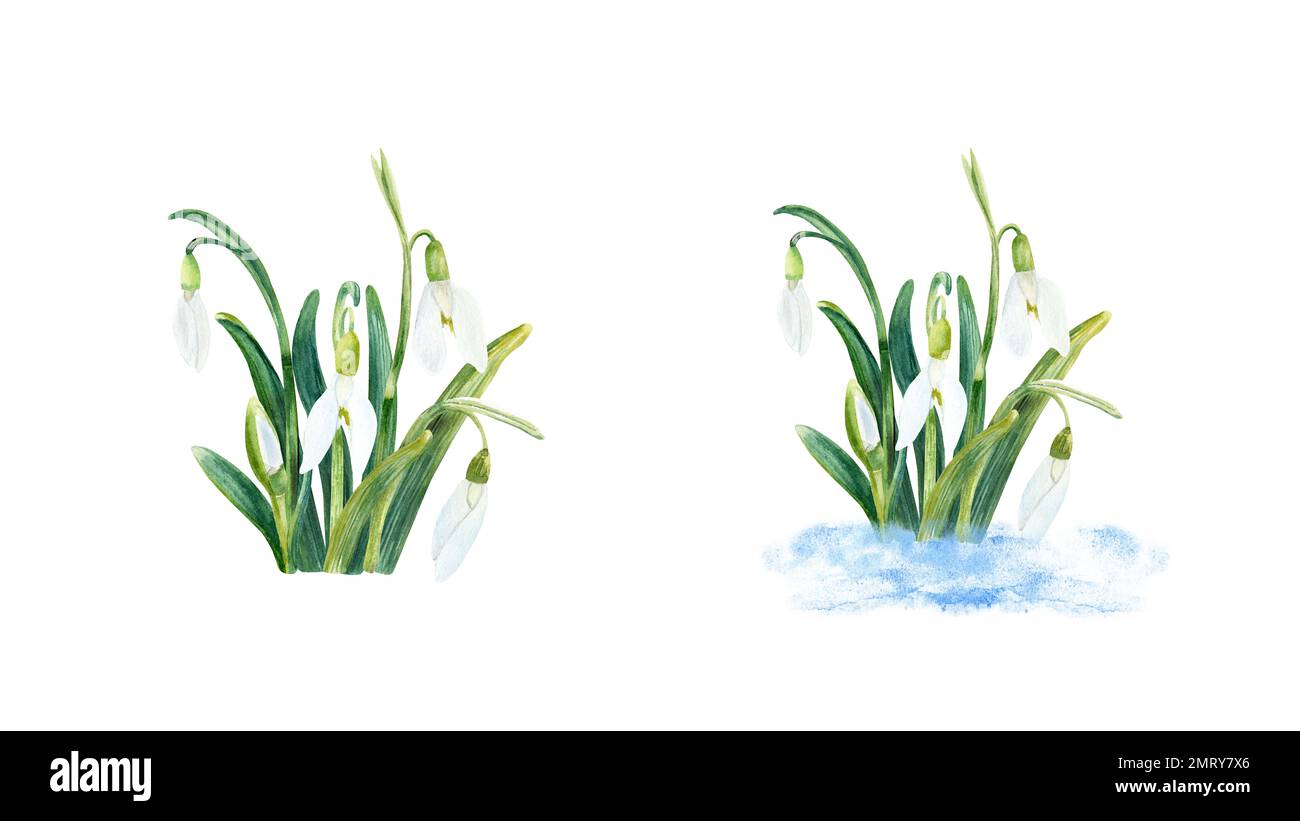 Snowdrops composition watercolor illustration. Hand drawn botanical ...