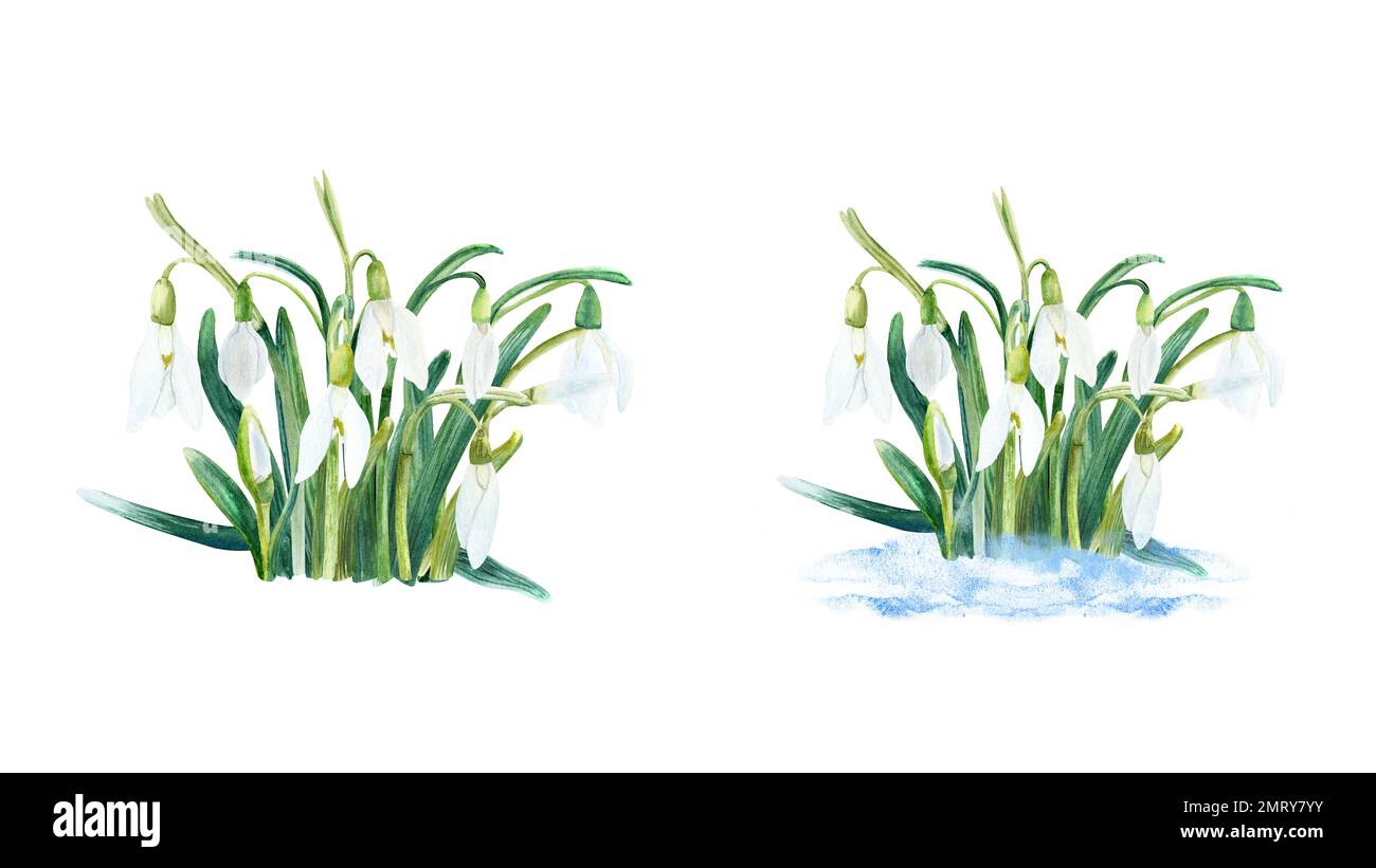 Snowdrop watercolor botanical illustration. Hand drawn illustration ...