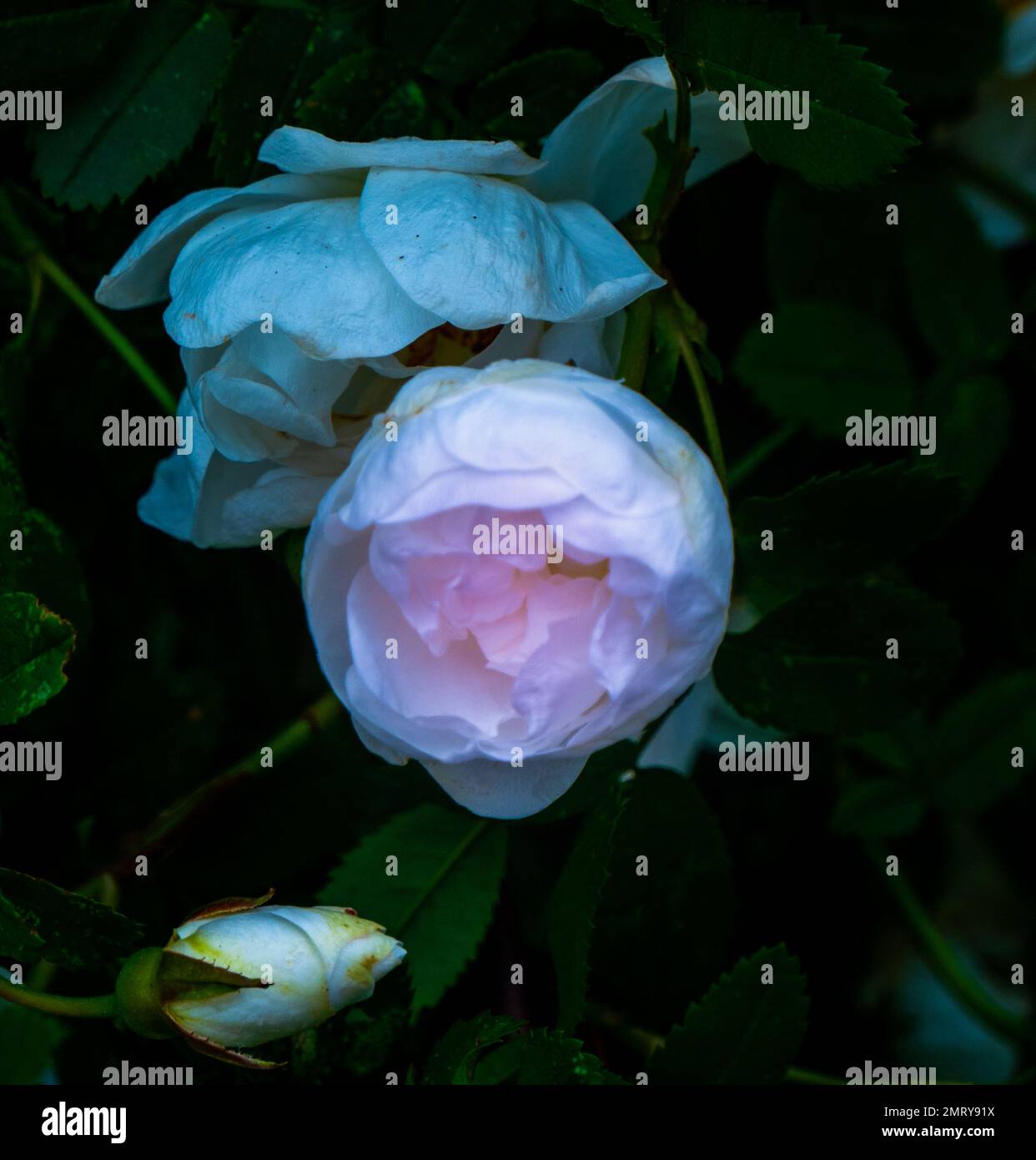 Roseship hi-res stock photography and images - Alamy