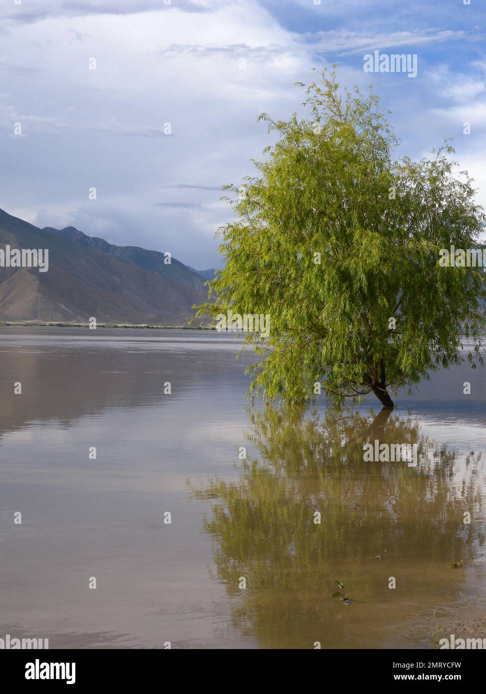 A Weeping willow growing in a lake, water reflecting tree and mountains ...