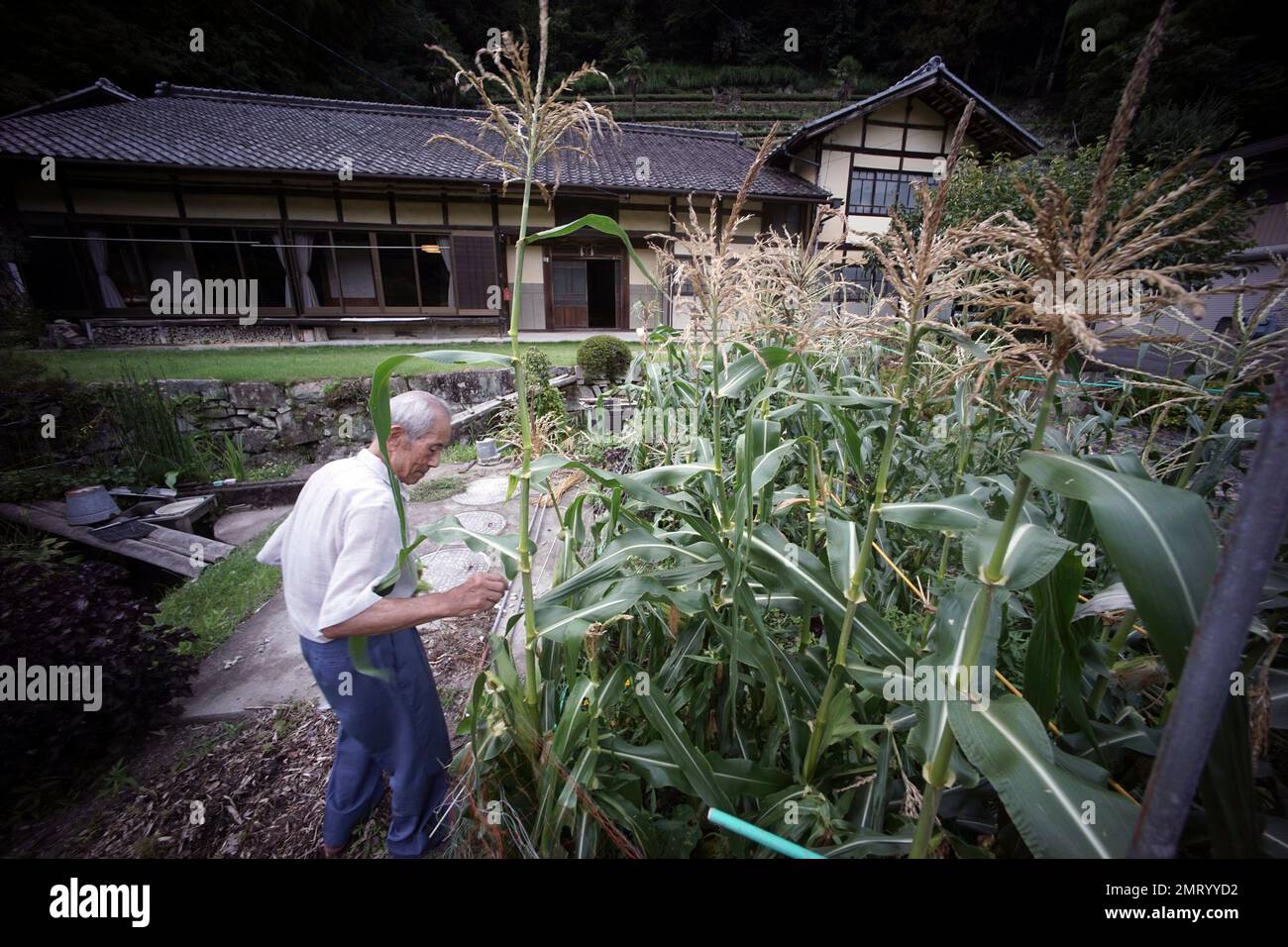 In this Aug. 14, 2017 photo, Tatsuya Yasue, 89-year-old farmer, walks ...