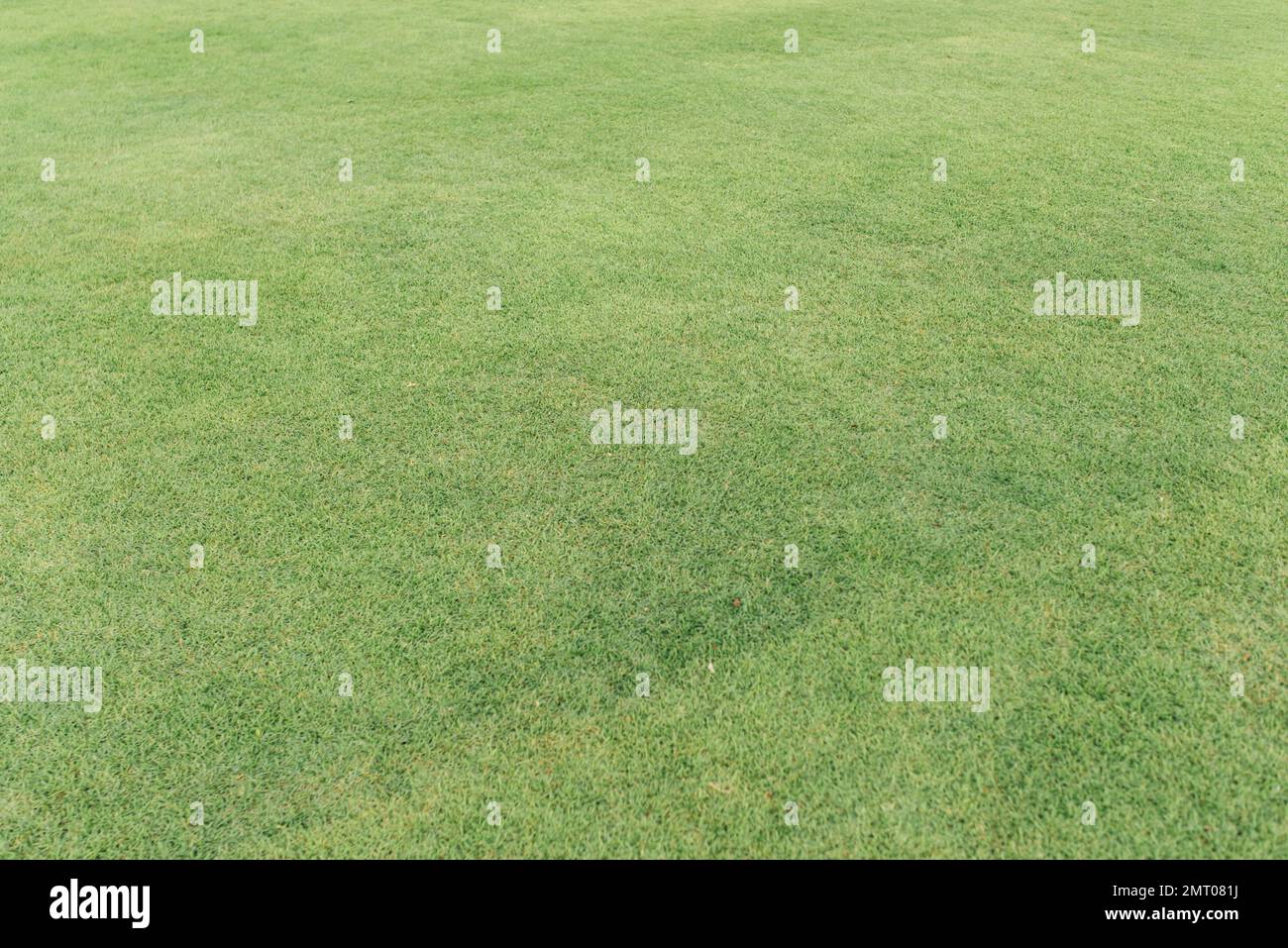 Real grass carpet hi-res stock photography and images - Alamy