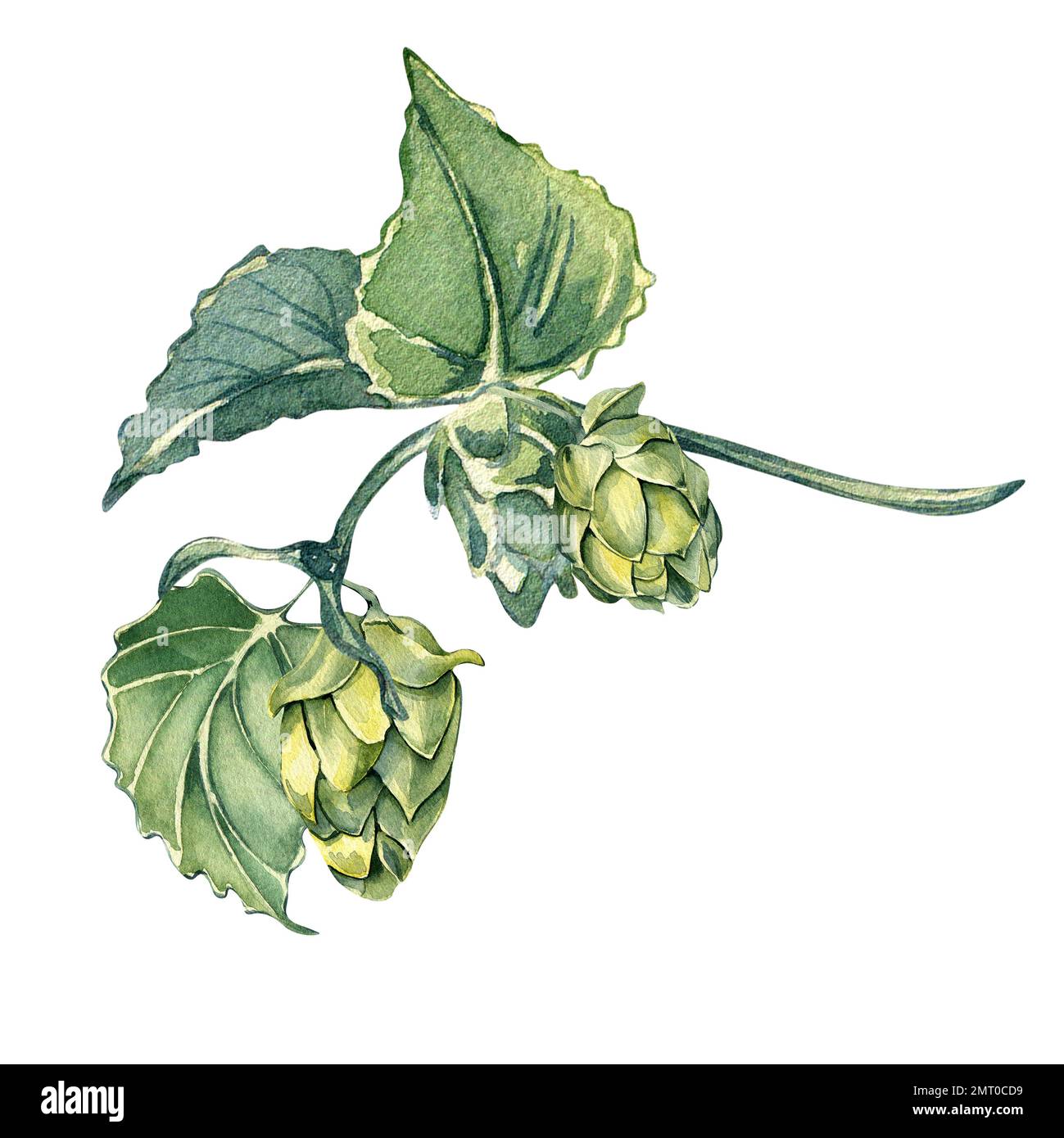 Hops on a brunch watercolor illustration isolated on white background ...