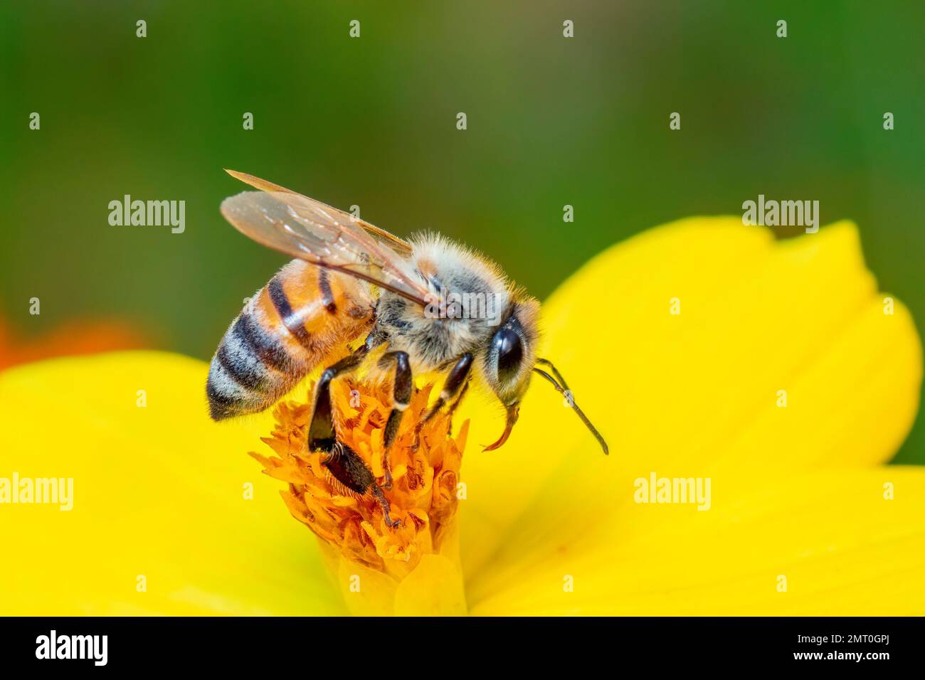 Flora flying insect hi-res stock photography and images - Alamy