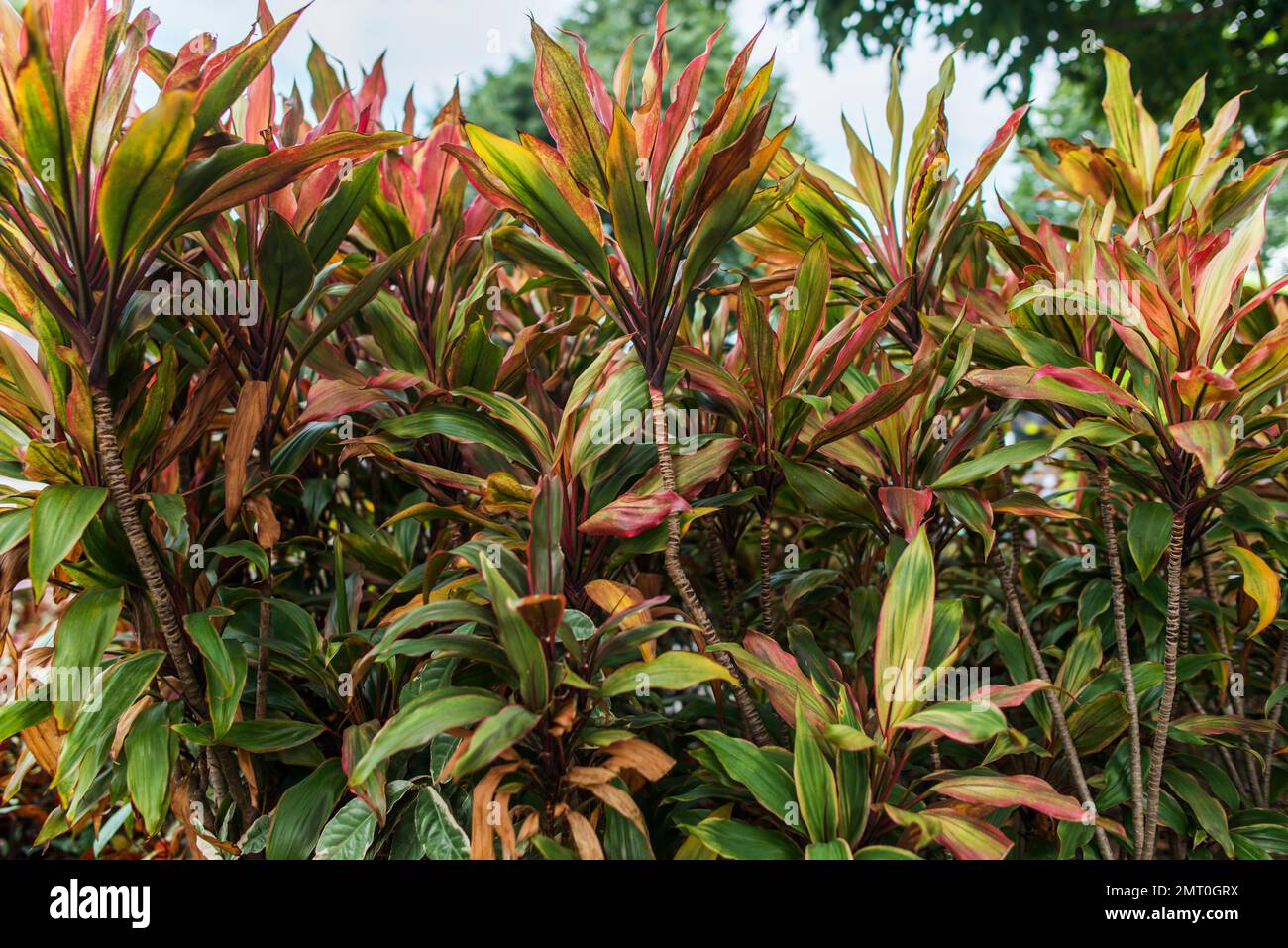 Bush with large leaves and bright green young foliage as the background ...
