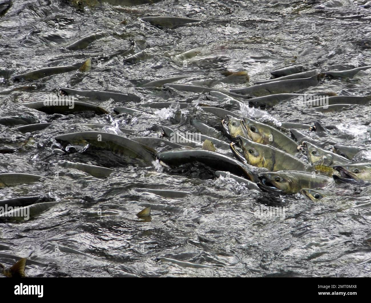 Fish ladder alaska hi-res stock photography and images - Alamy