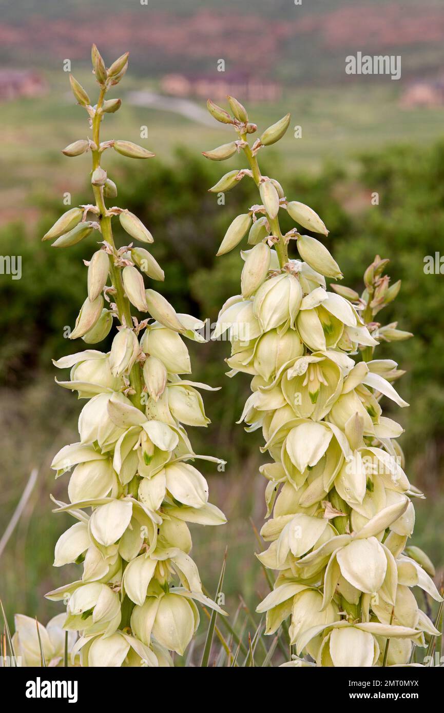 Soapweed Yucca (Yucca glauca) in the Devil's Backbone Open Space near ...