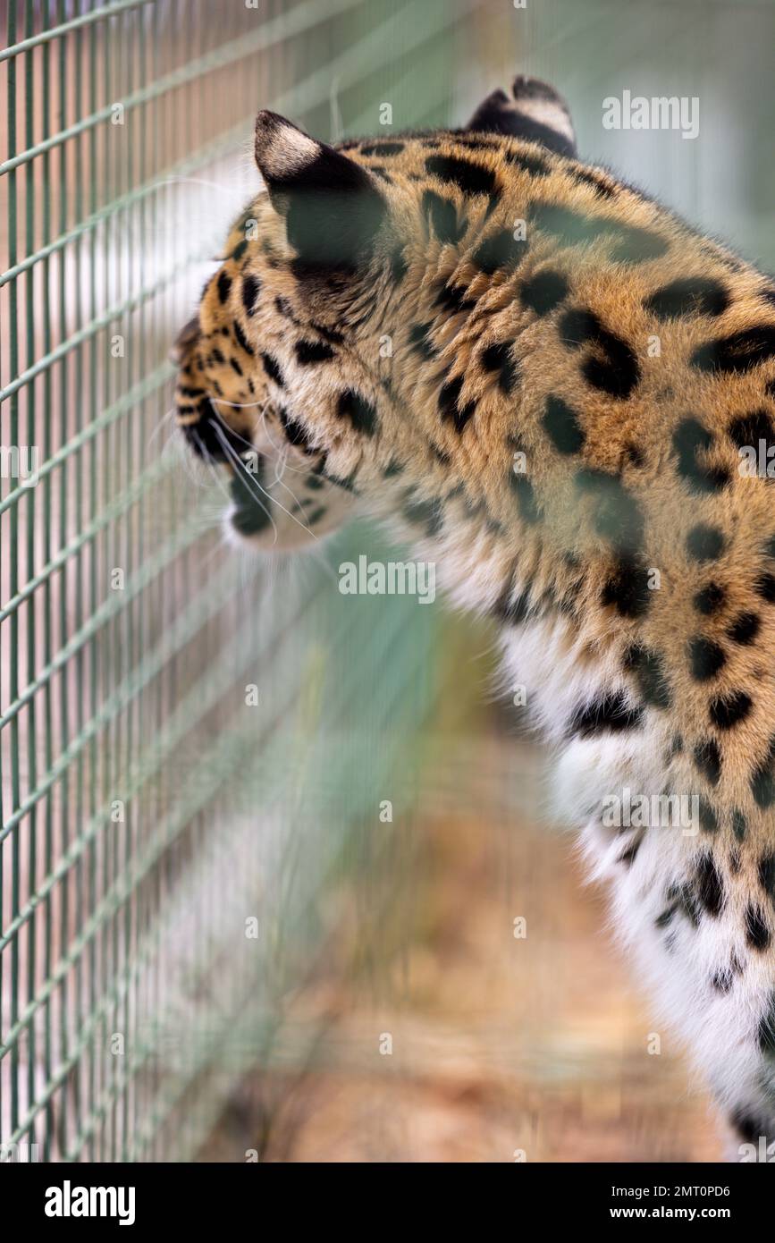 A vertical closeup of the head of a Far Eastern leopard (Panthera pardus orientalis Stock Photo ...