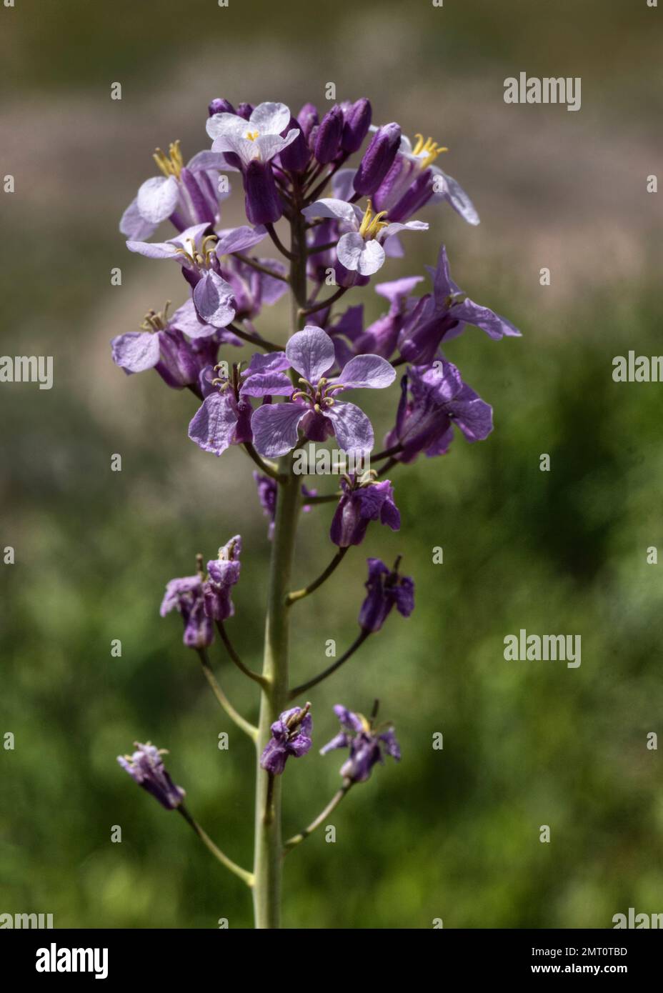 Westwater Tumble-Mustard (Thelypodiopsis elegans) near Grand Junction ...