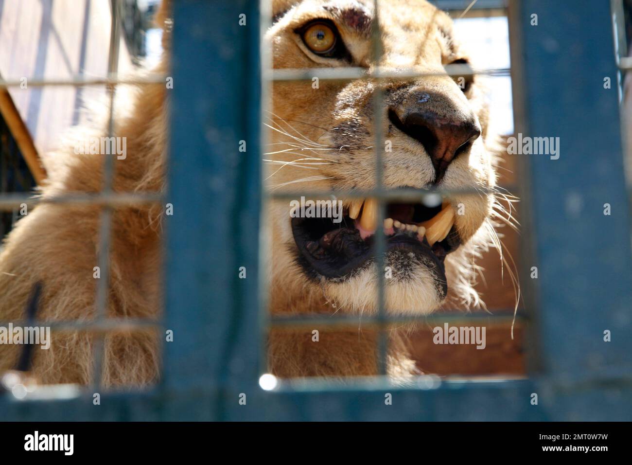 A lion rescued from a zoo in the war-torn Syrian city of Aleppo bares ...