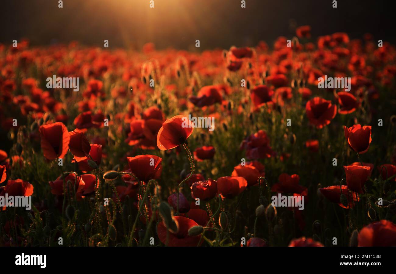 Dramatic Poppy flowers field. Anzac day banner. Remember for Anzac ...