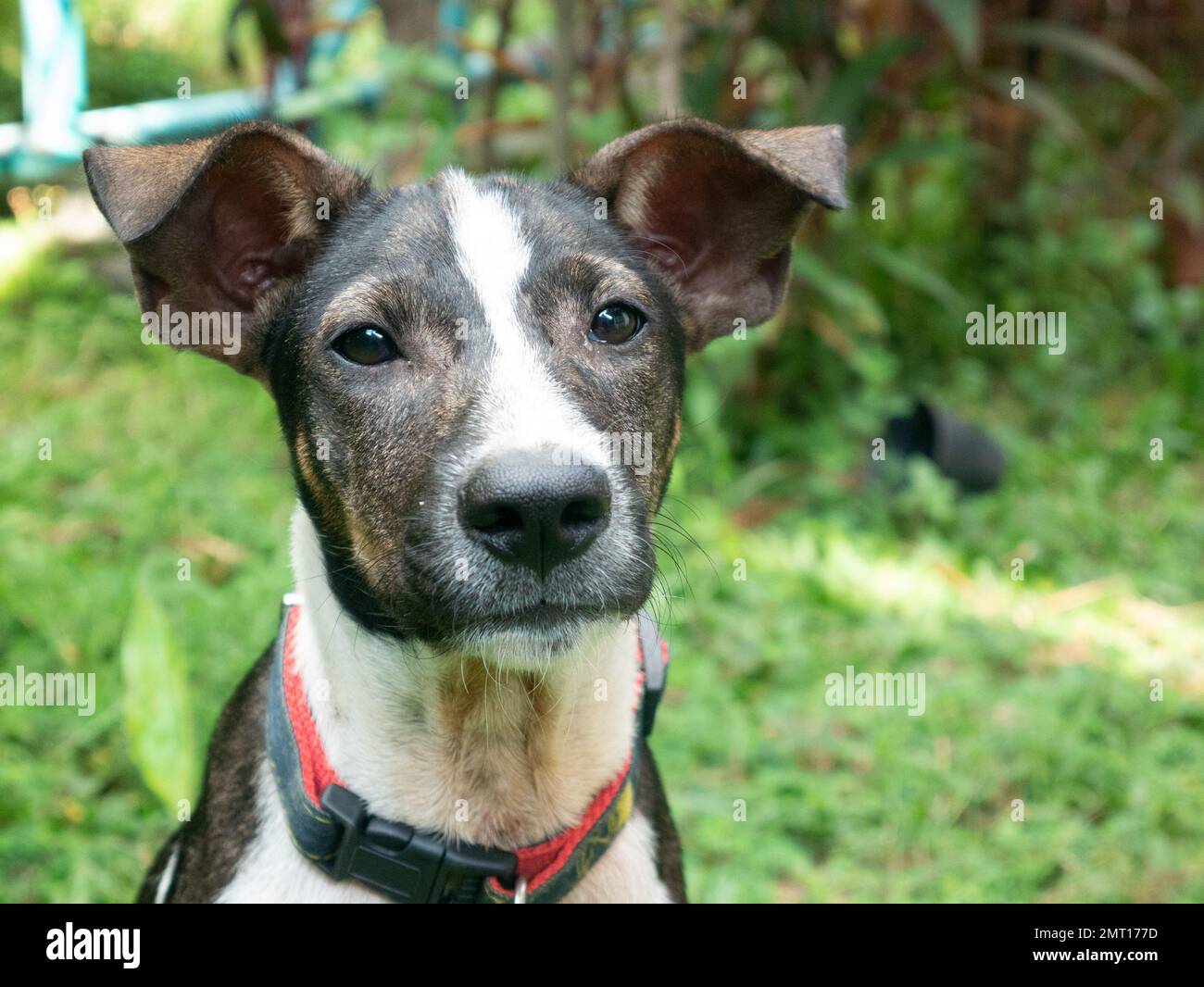 A mongrel dog stares at the camera Stock Photo - Alamy