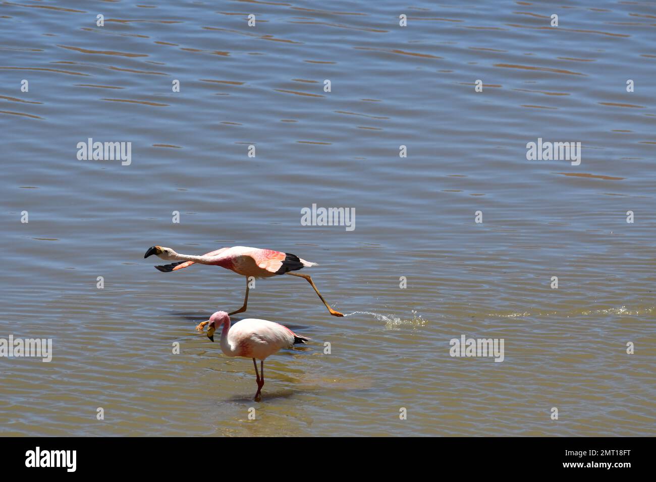 Flamingo starting landing in Atacama Desert chile South America Stock ...