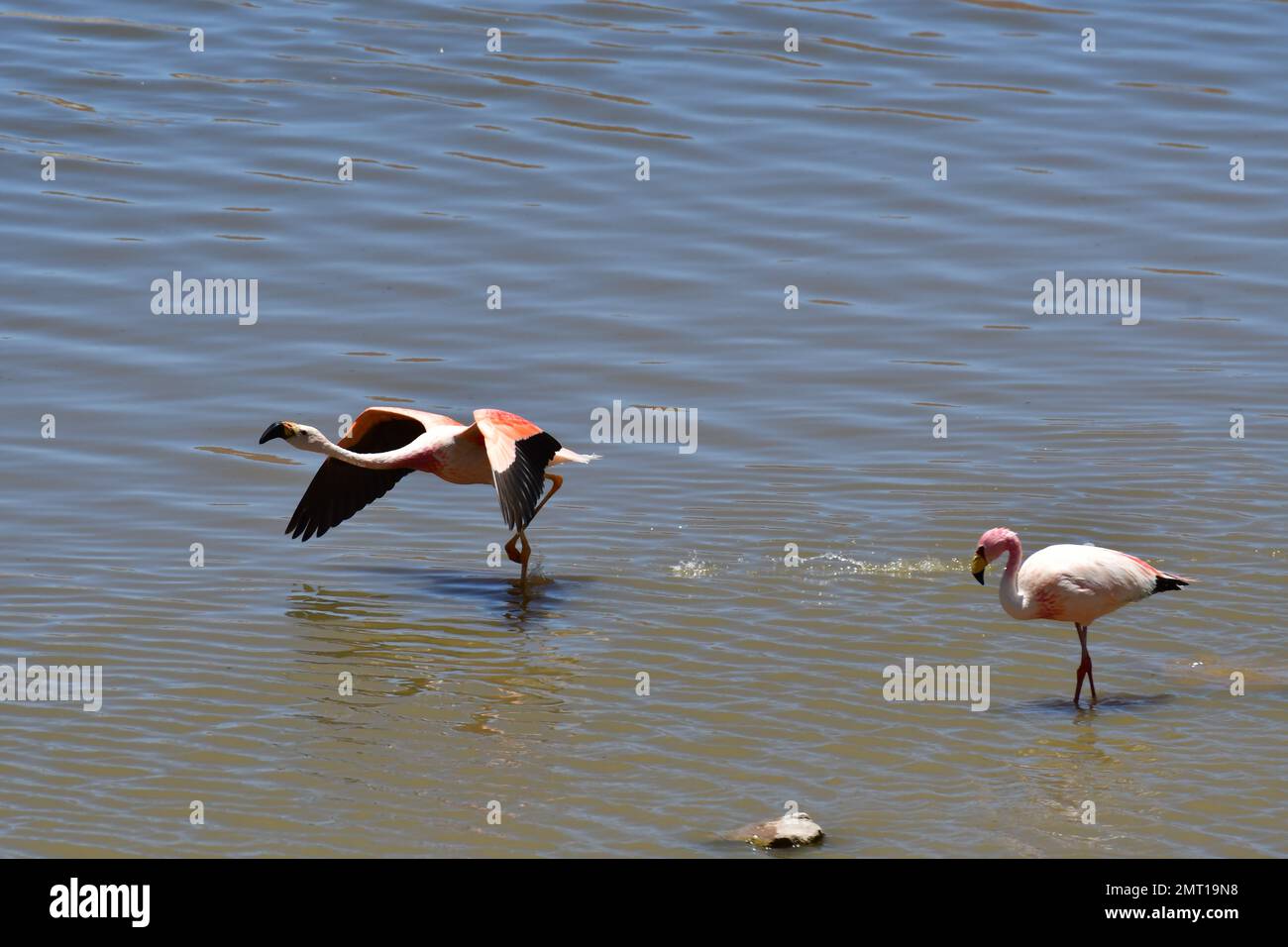 Flamingo starting landing in Atacama Desert chile South America Stock ...