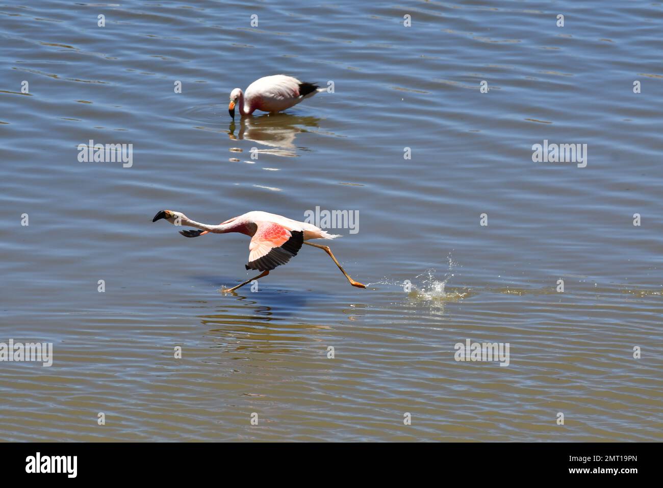 Flamingo starting landing in Atacama Desert chile South America Stock ...