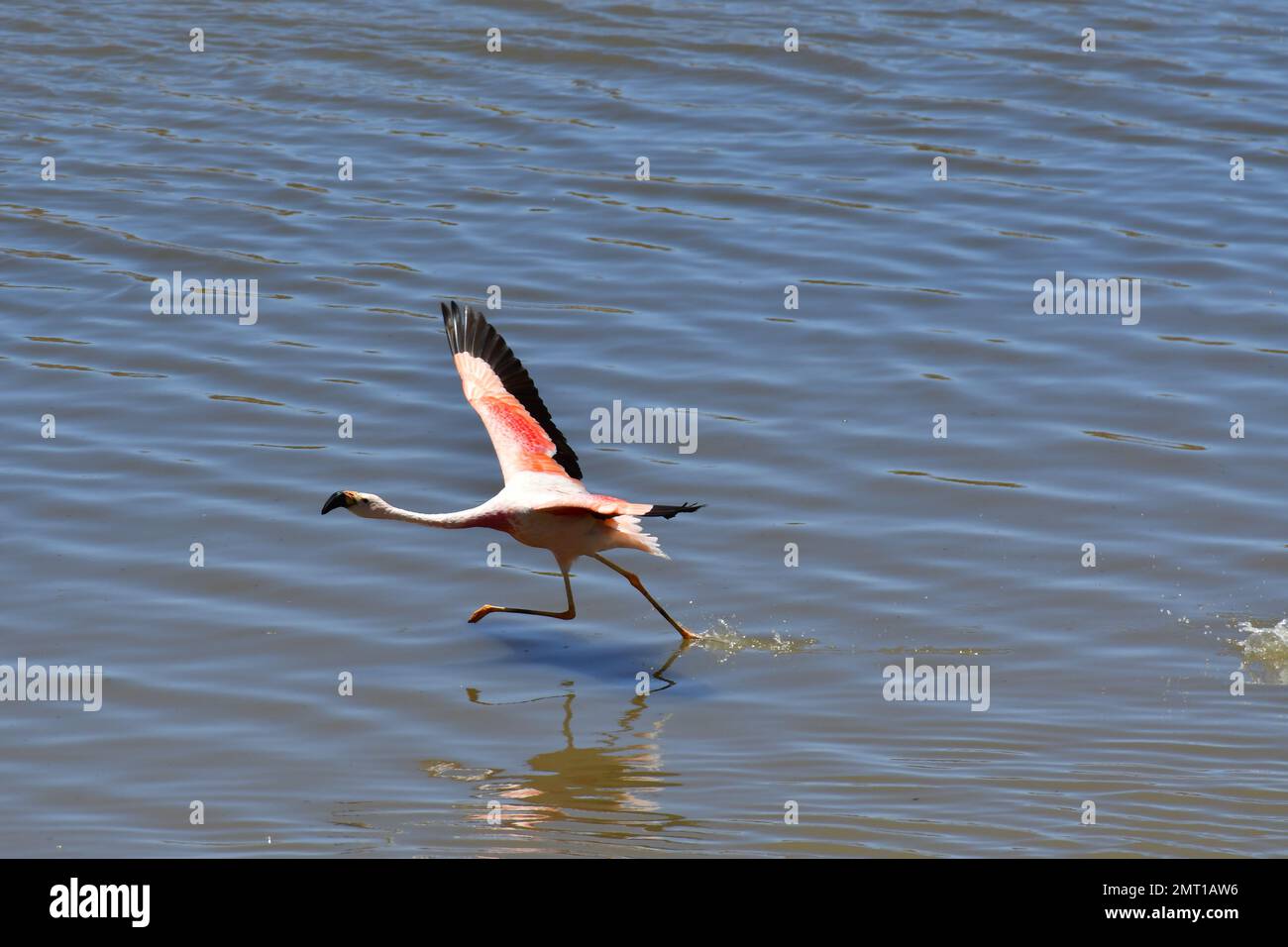 Flamingo starting landing in Atacama Desert chile South America Stock ...