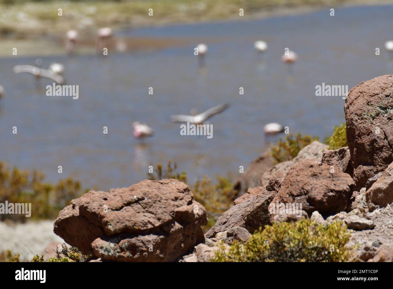 Flamingo starting landing in Atacama Desert chile South America Stock ...