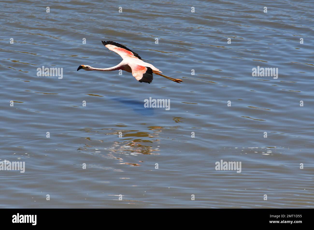 Flamingo starting landing in Atacama Desert chile South America Stock ...