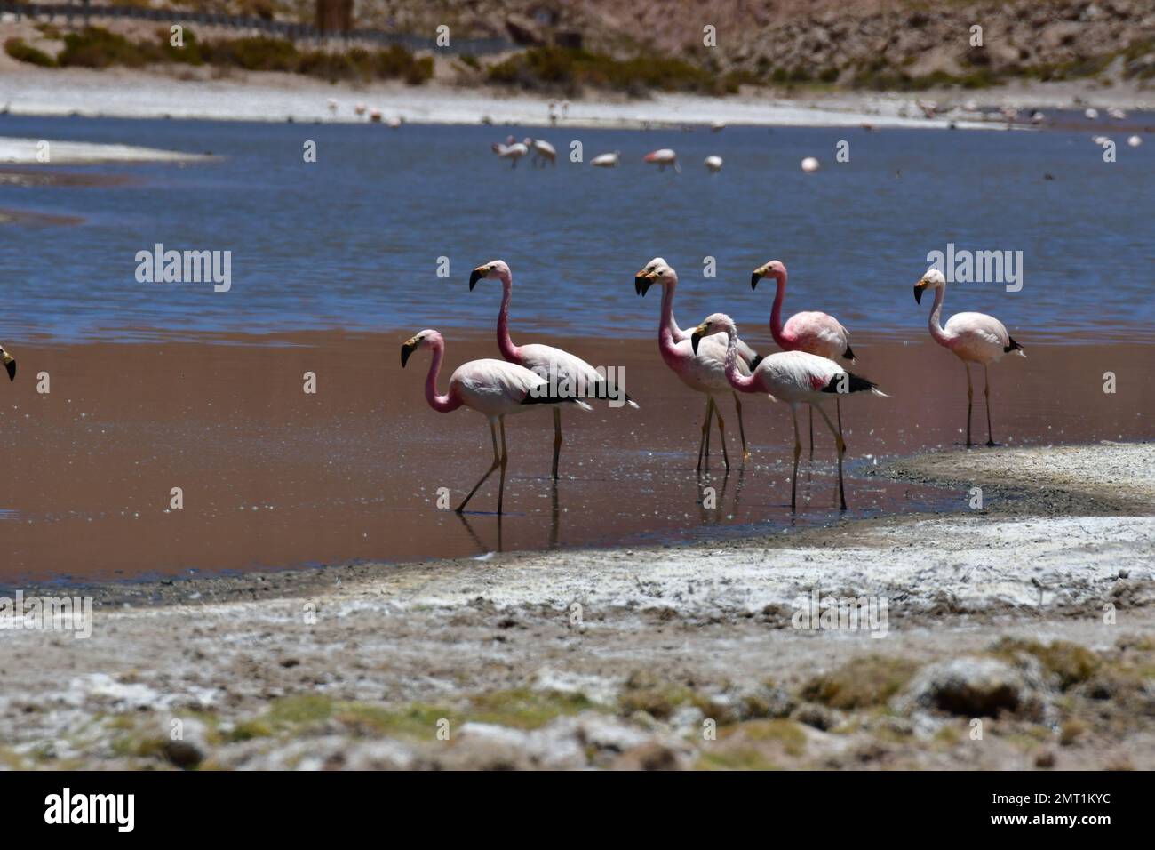 Flamingos in Atacama Desert chile South America Stock Photo - Alamy