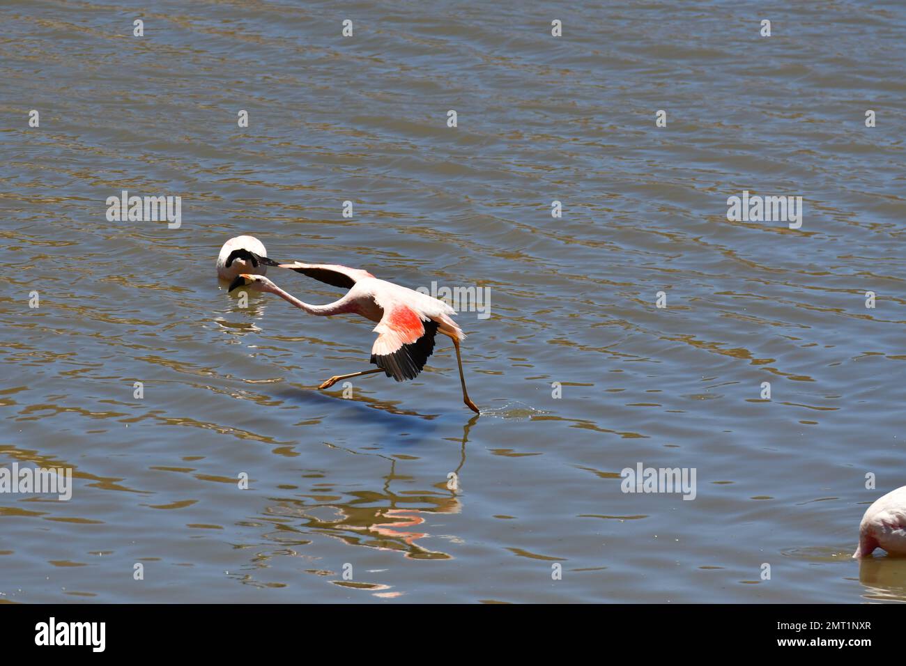 Flamingo starting landing in Atacama Desert chile South America Stock ...
