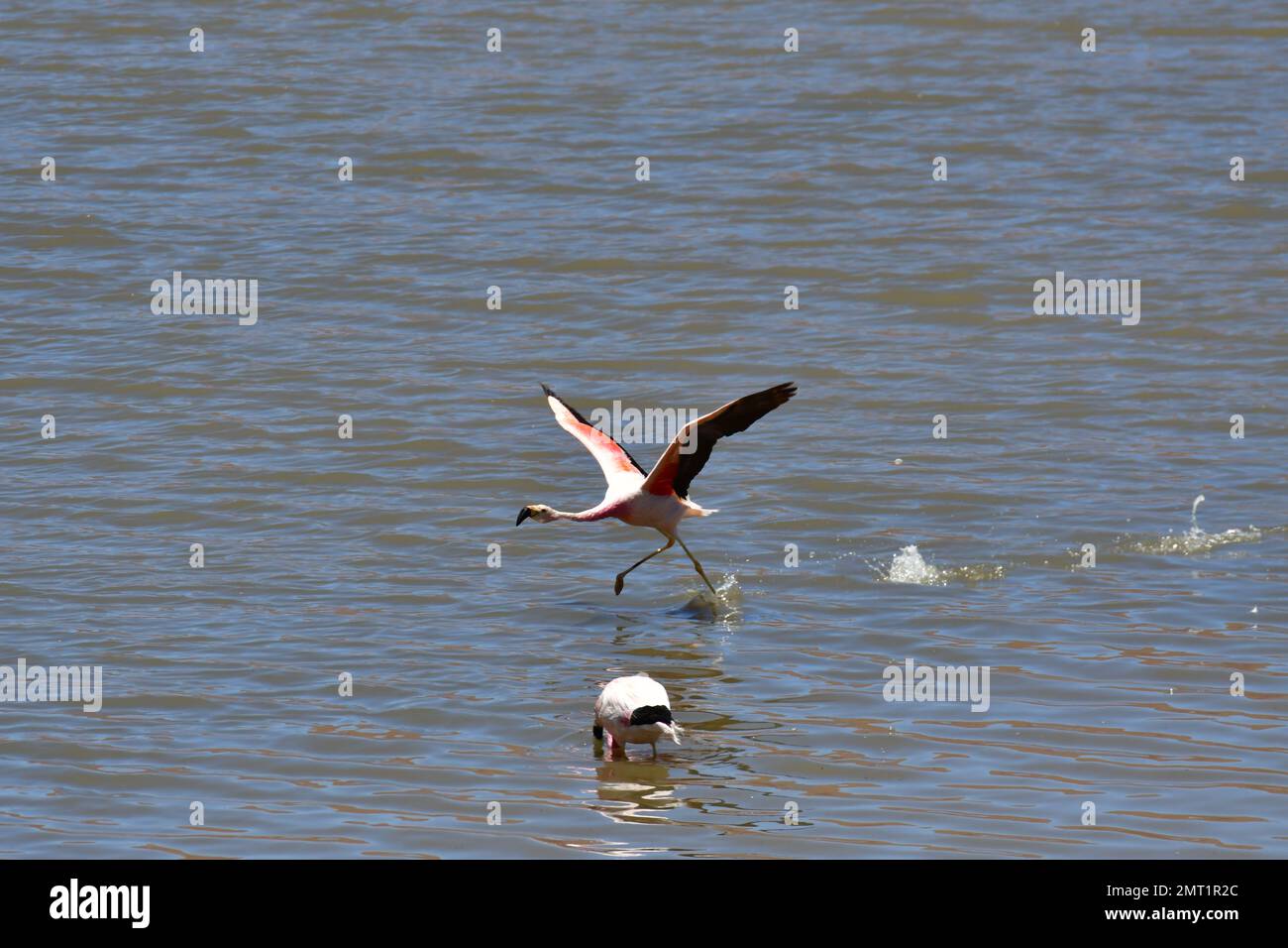 Flamingo starting landing in Atacama Desert chile South America Stock ...
