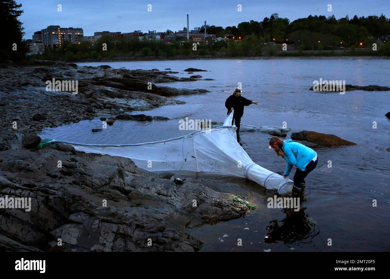 CORRECTS TO REMOVE REFERENCE THAT ELVERS ARE USED IN SUSHI - In this ...