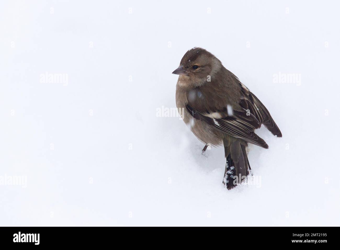 A sparrow in the snow. Picture was shot in New Zealand/Lake Tekapo. 1 ...
