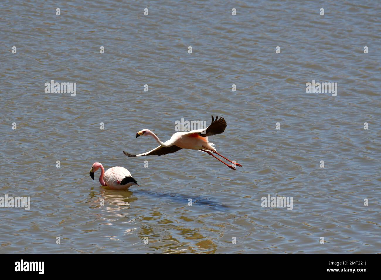 Flamingo starting landing in Atacama Desert chile South America Stock ...