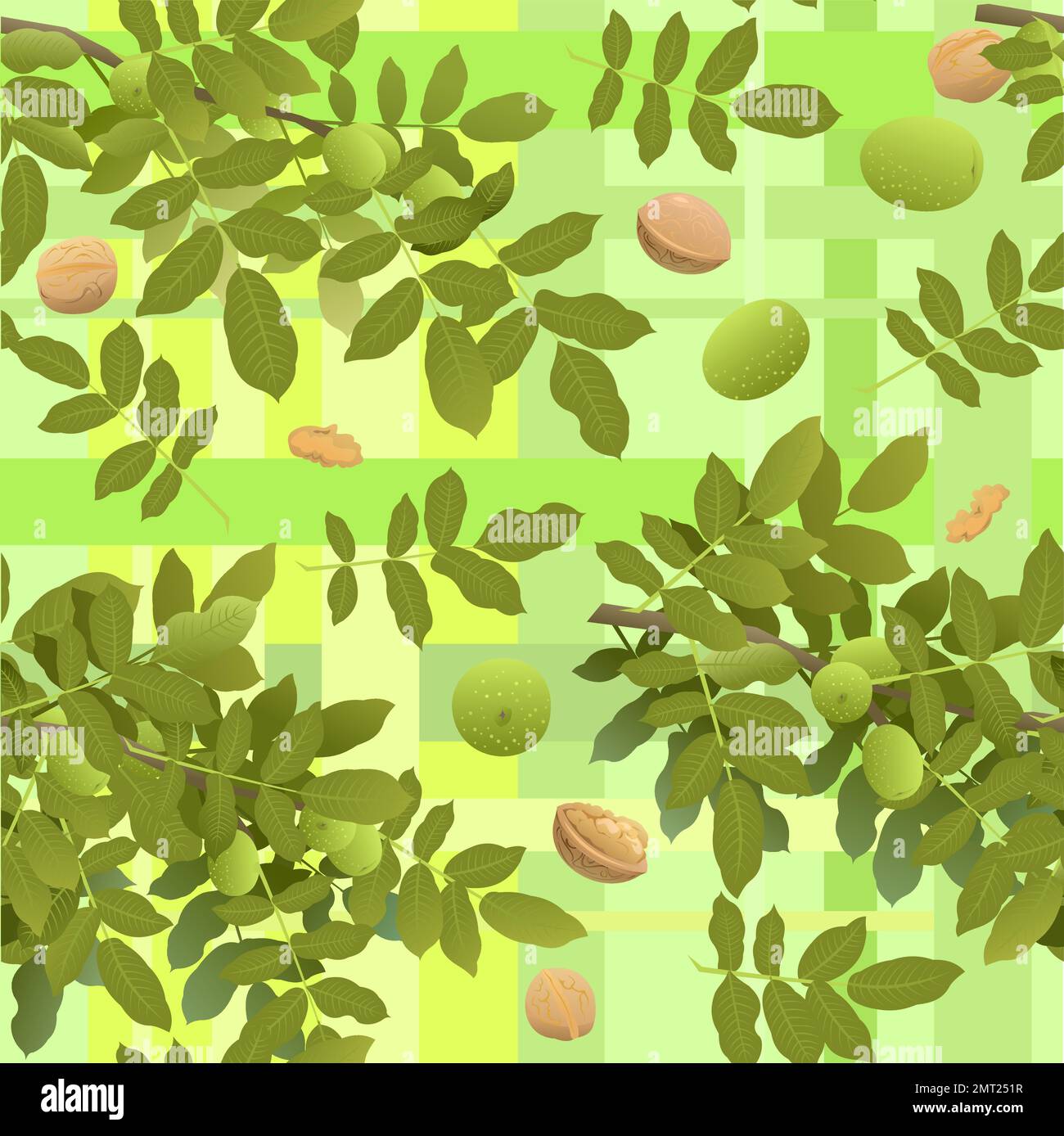 Walnut Stock Vector Images - Alamy