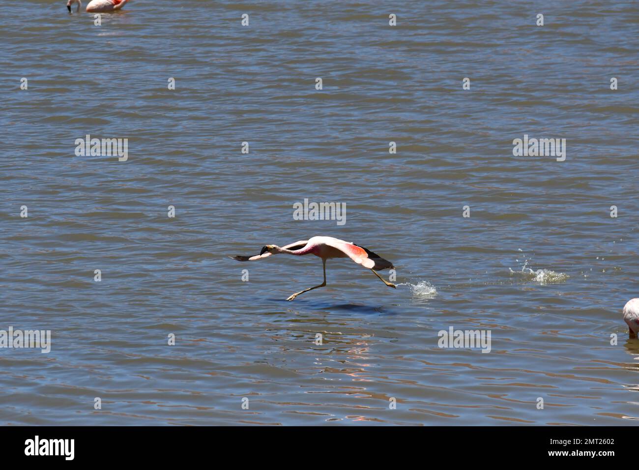 Flamingo starting landing in Atacama Desert chile South America Stock ...