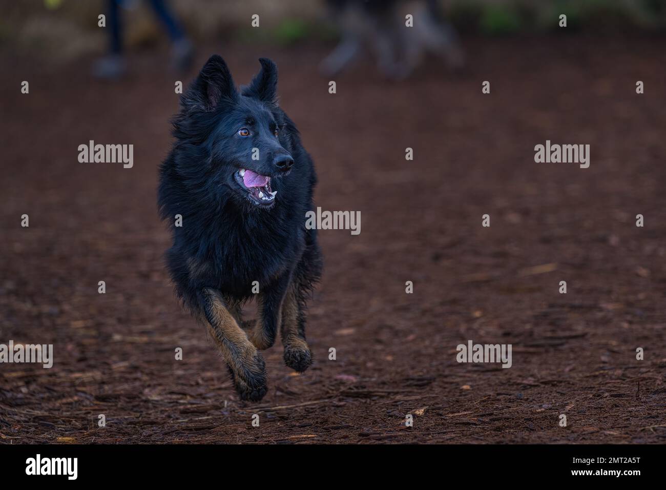 A beautiful view of a black long haired Groenendael running in the park ...