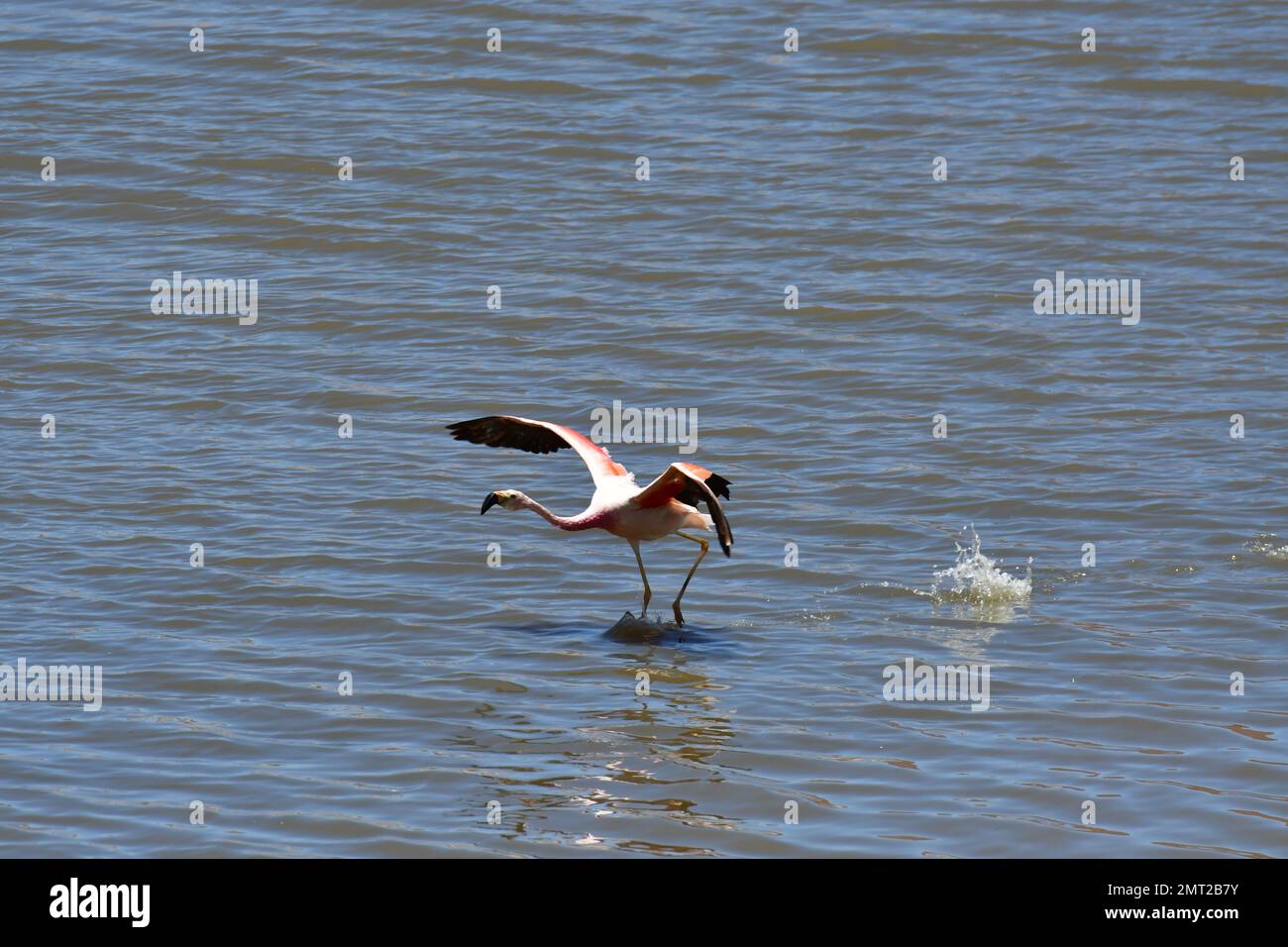 Flamingo starting landing in Atacama Desert chile South America Stock ...