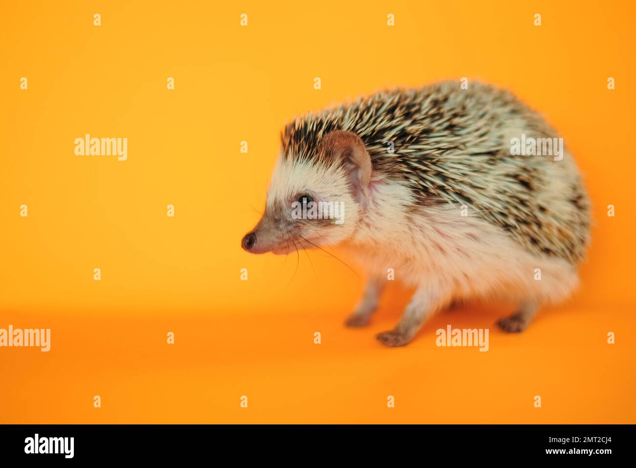Tunnel for hedgehogs hi-res stock photography and images - Alamy