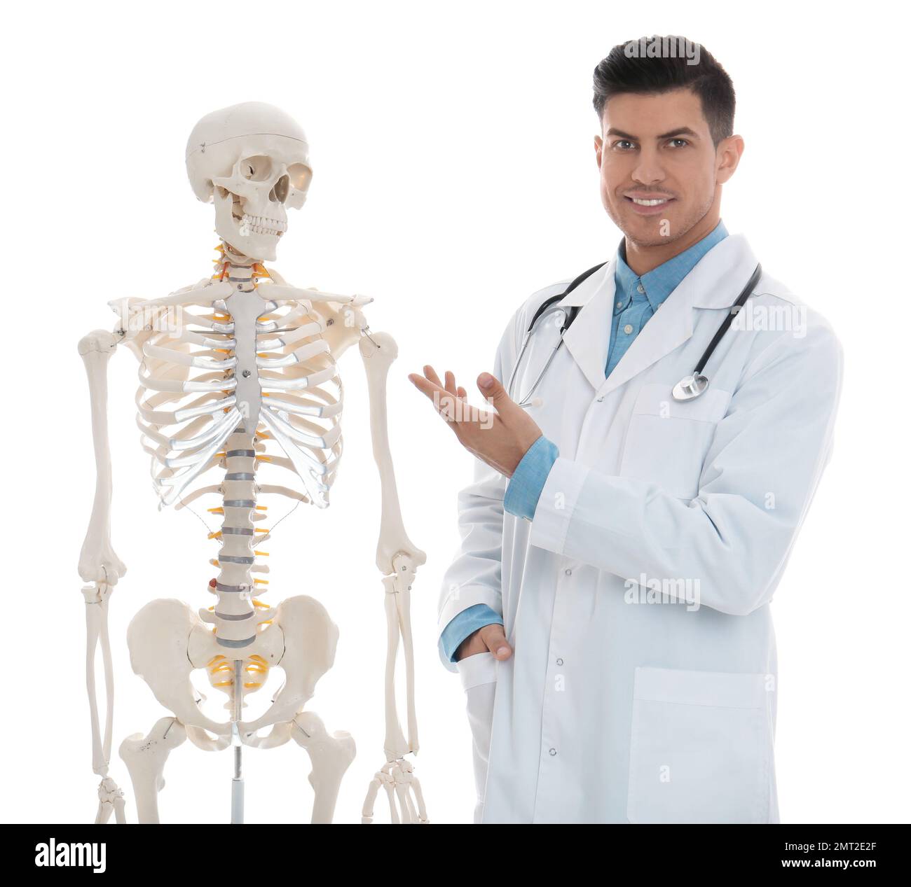 Male orthopedist with human skeleton model on white background Stock ...